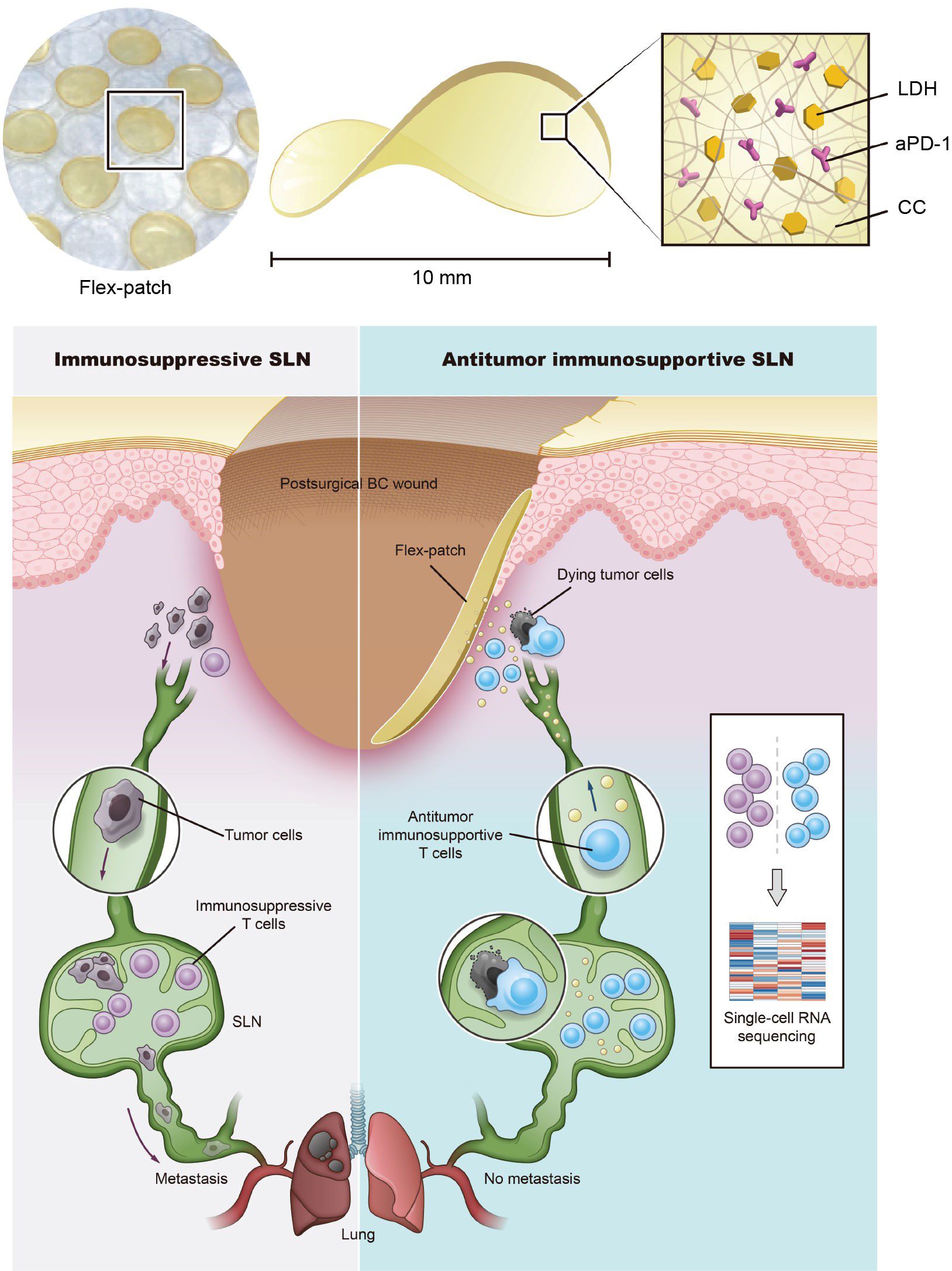 News Express: UM successfully develops immunoadjuvant flex-patch to ...