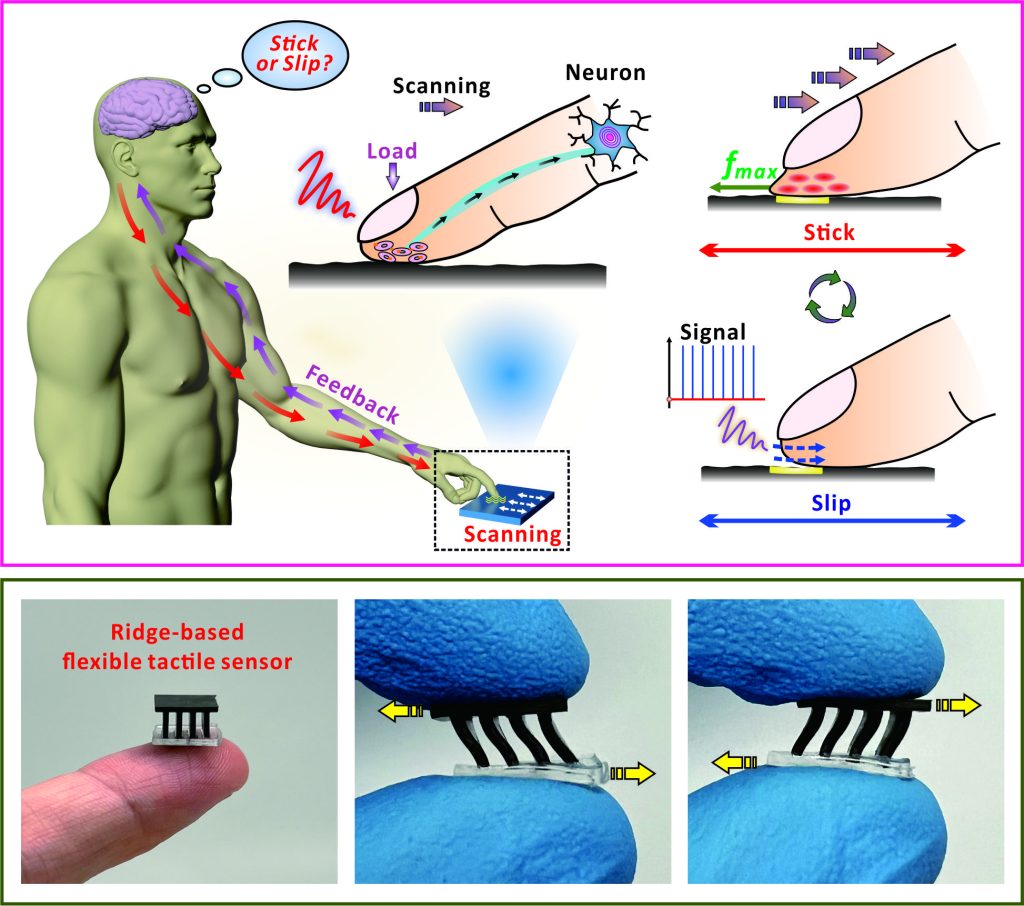 News Express: UM makes new discoveries in biomimetic finger for tactile ...
